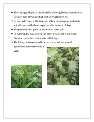 Pests of jute and ornamental plants | PDF