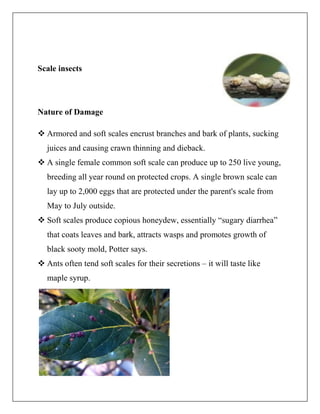 Pests of jute and ornamental plants | PDF