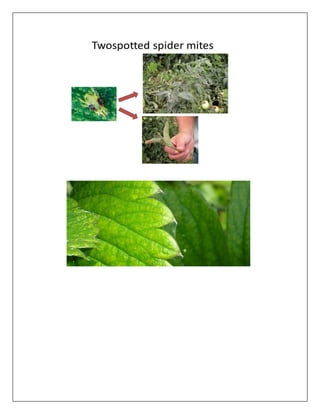 Pests of jute and ornamental plants | PDF