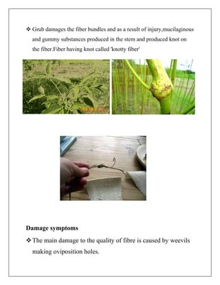 Pests of jute and ornamental plants | PDF