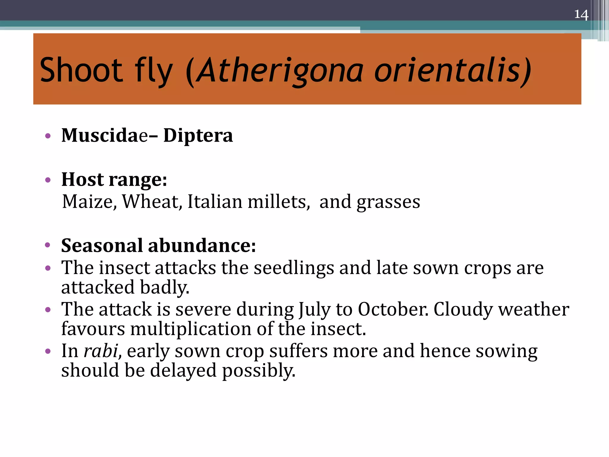 Pests of maize | PPTX