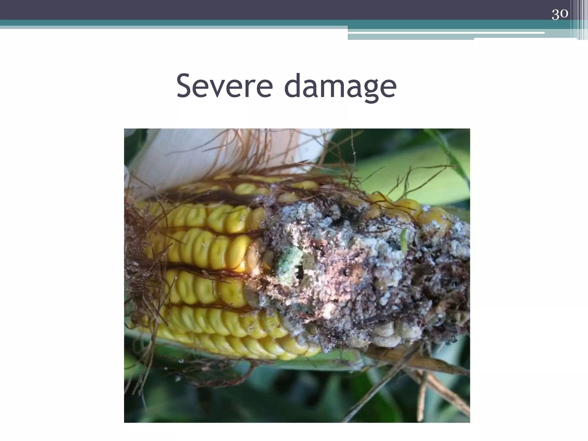 Pests of maize | PPTX