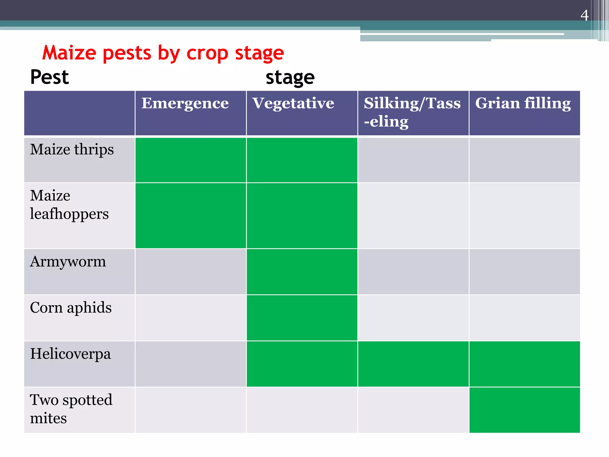 Pests of maize | PPTX