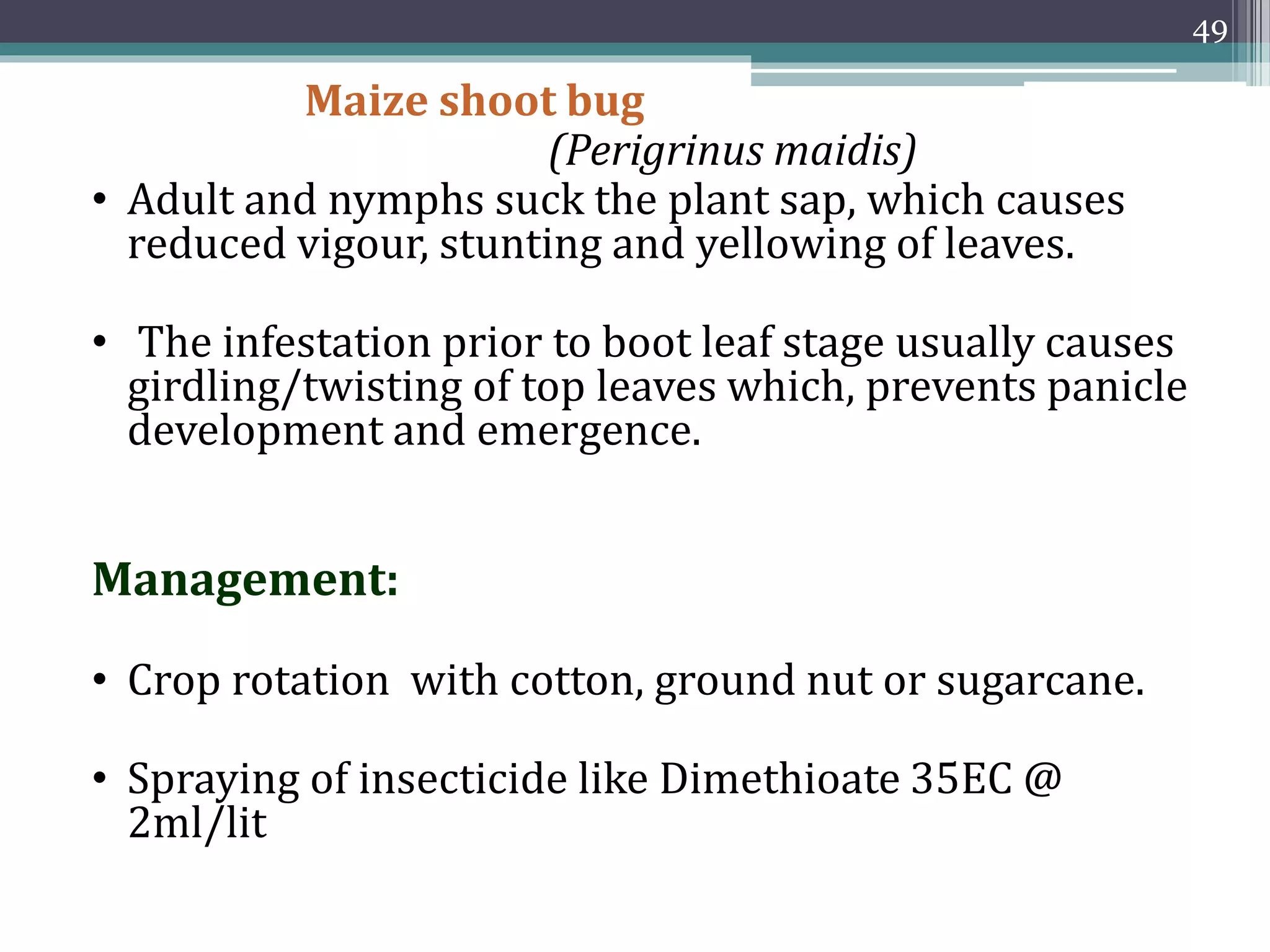 Pests of maize | PPTX