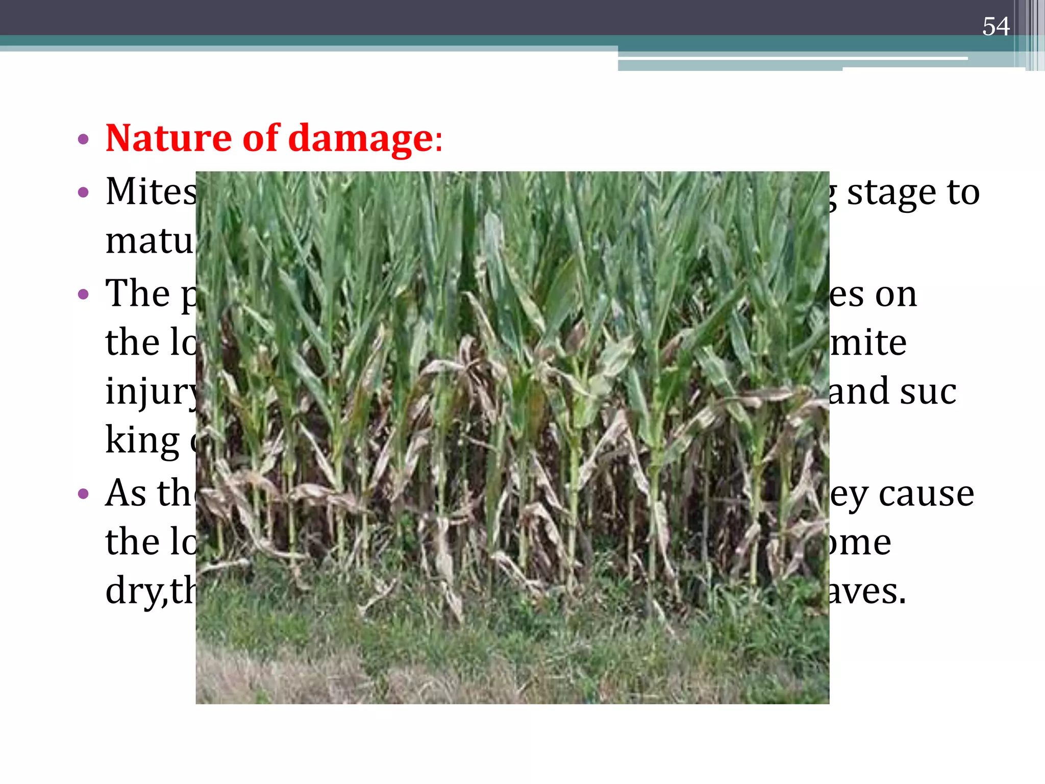 Pests of maize | PPTX