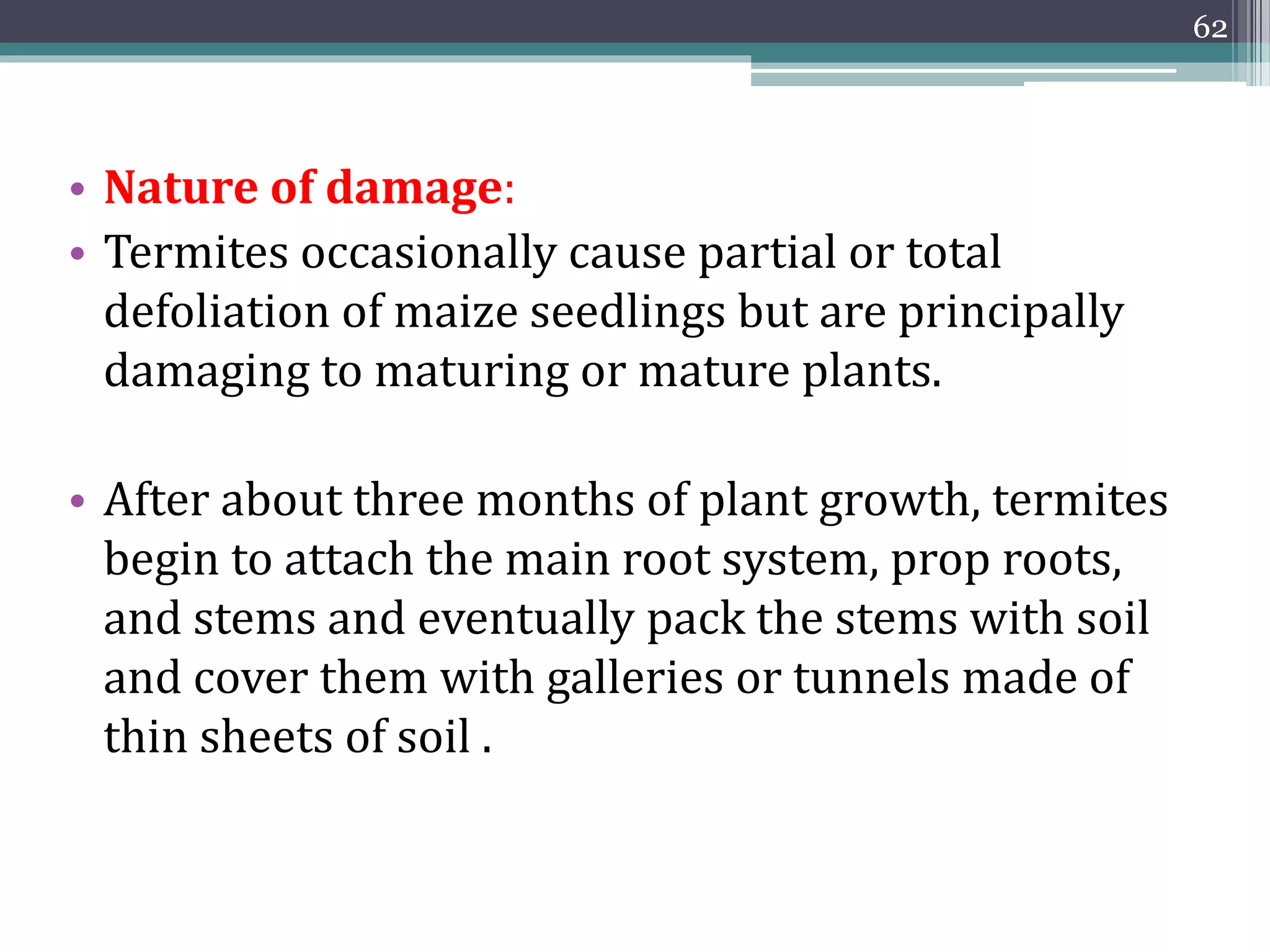 Pests of maize | PPTX