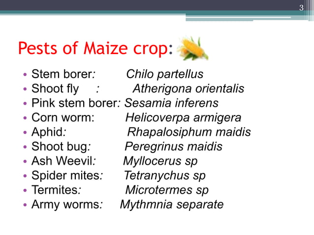 Pests of maize | PPTX