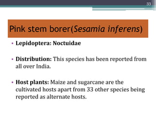 Pests of maize | PPTX