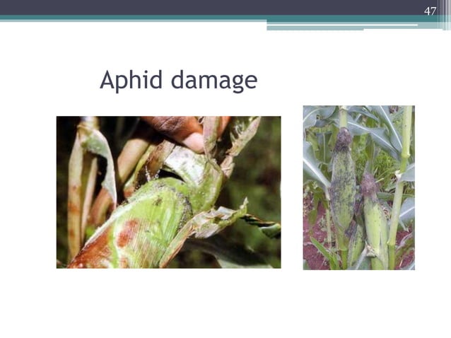 Pests of maize | PPTX