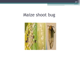Pests of maize | PPTX