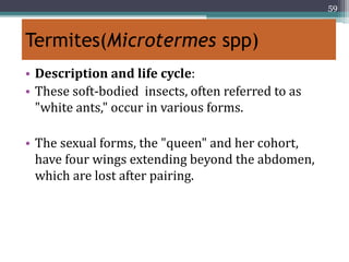 Pests of maize | PPTX