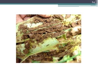 Pests of maize | PPTX