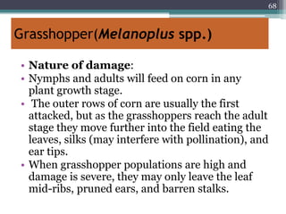 Pests of maize | PPTX