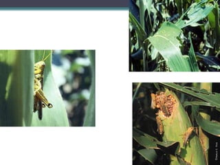 Pests of maize | PPTX
