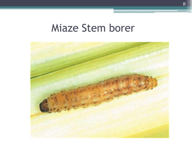 Pests of maize | PPTX