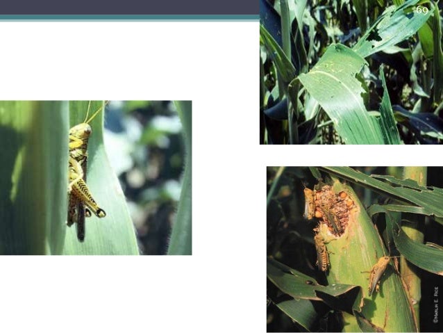 Pests of maize