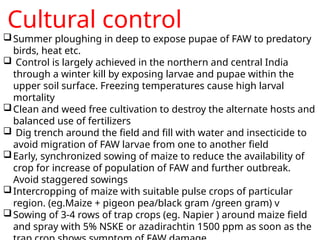 Pests of maize , life cycle and their management | PPTX