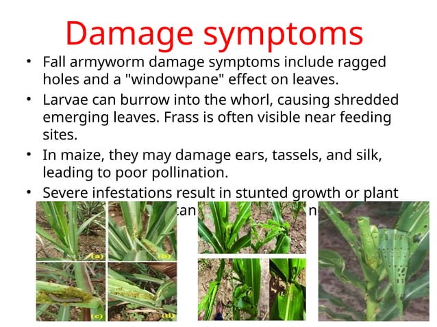Pests of maize , life cycle and their management | PPT