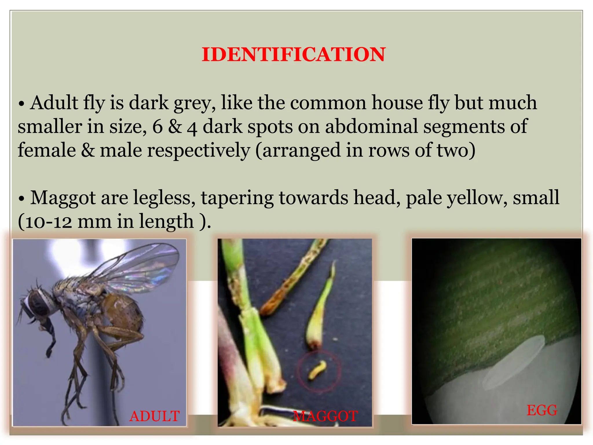 PESTS OF MAIZE BY ARYAN M.Sc. Vegetable Science Institute of ...