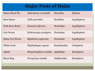 PESTS OF MAIZE BY ARYAN M.Sc. Vegetable Science Institute of ...
