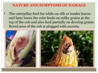 PESTS OF MAIZE BY ARYAN M.Sc. Vegetable Science Institute of ...