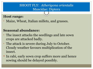 PESTS OF MAIZE BY ARYAN M.Sc. Vegetable Science Institute of ...