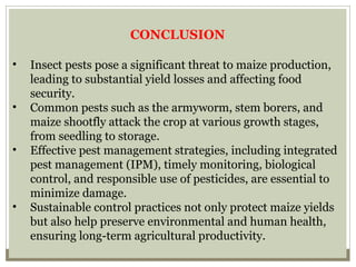 PESTS OF MAIZE BY ARYAN M.Sc. Vegetable Science Institute of ...