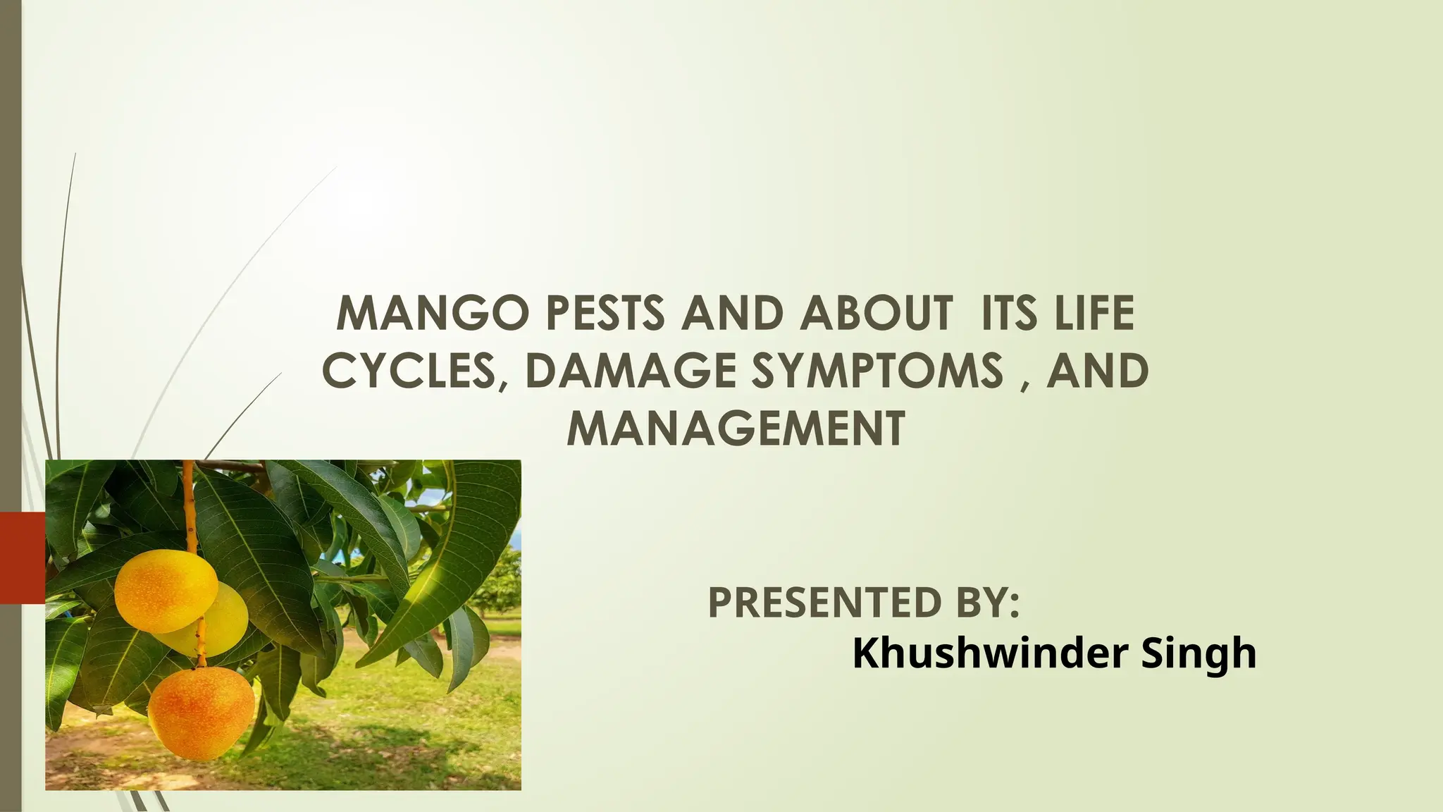 MANGO PESTS AND ABOUT ITS LIFE CYCLES, DAMAGE SYMPTOMS , AND MANAGEMENT ...