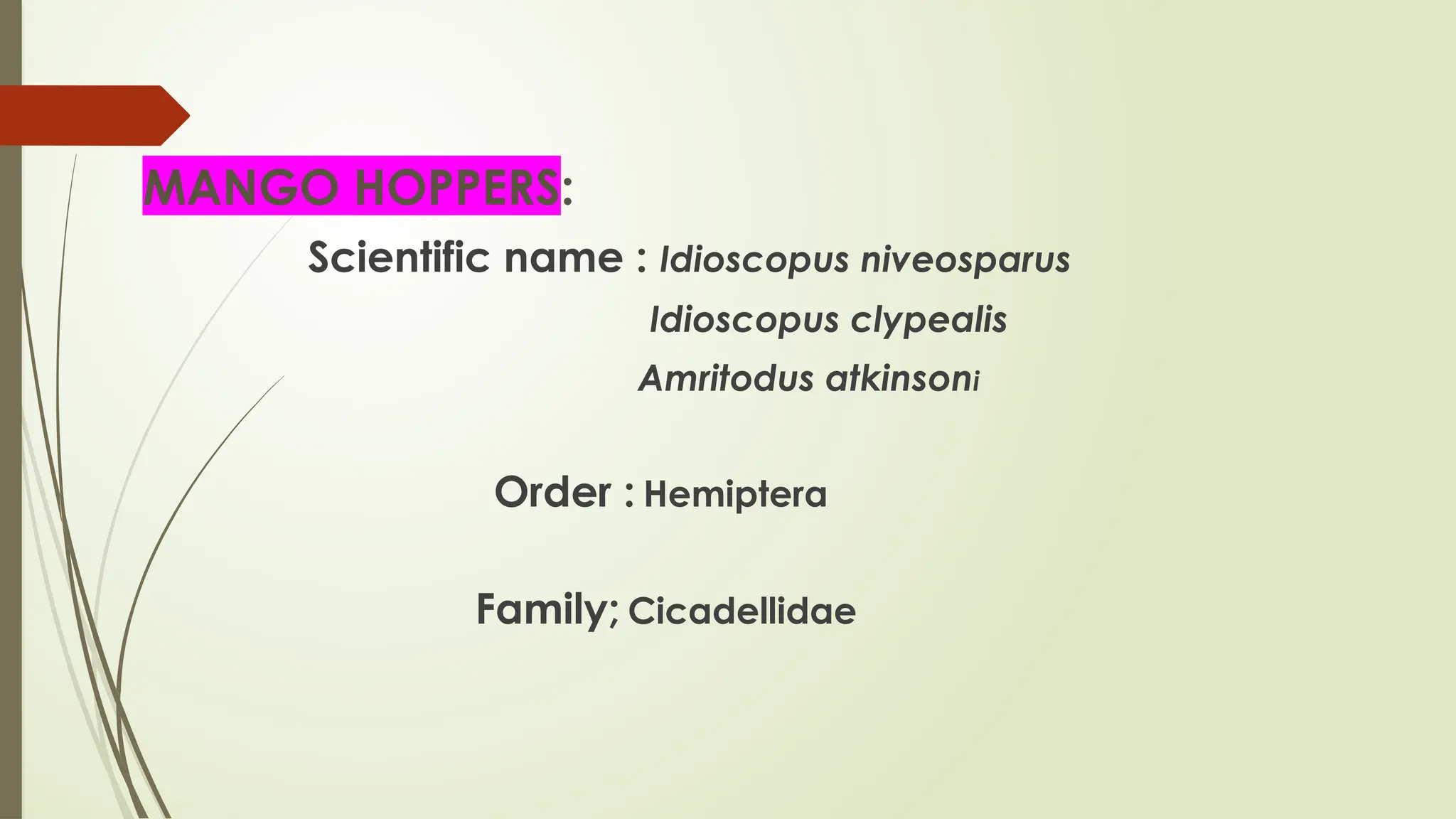 MANGO PESTS AND ABOUT ITS LIFE CYCLES, DAMAGE SYMPTOMS , AND MANAGEMENT ...