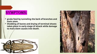 MANGO PESTS AND ABOUT ITS LIFE CYCLES, DAMAGE SYMPTOMS , AND MANAGEMENT ...