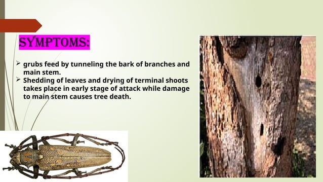 MANGO PESTS AND ABOUT ITS LIFE CYCLES, DAMAGE SYMPTOMS , AND MANAGEMENT ...