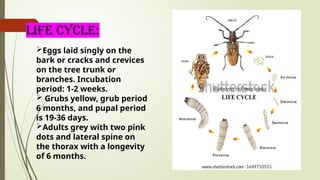 MANGO PESTS AND ABOUT ITS LIFE CYCLES, DAMAGE SYMPTOMS , AND MANAGEMENT ...