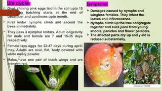 MANGO PESTS AND ABOUT ITS LIFE CYCLES, DAMAGE SYMPTOMS , AND MANAGEMENT ...