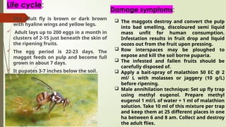 MANGO PESTS AND ABOUT ITS LIFE CYCLES, DAMAGE SYMPTOMS , AND MANAGEMENT ...