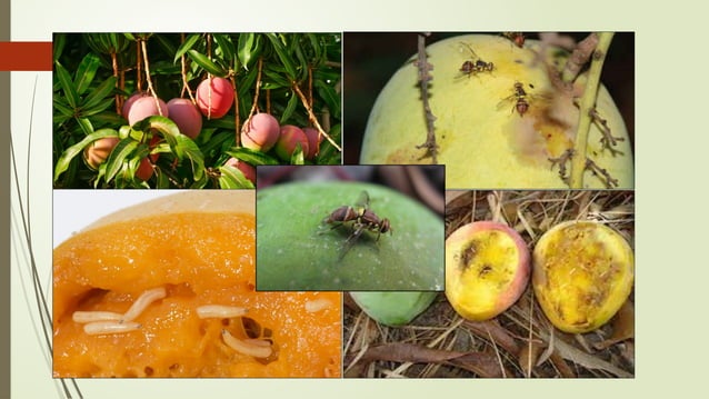 MANGO PESTS AND ABOUT ITS LIFE CYCLES, DAMAGE SYMPTOMS , AND MANAGEMENT ...