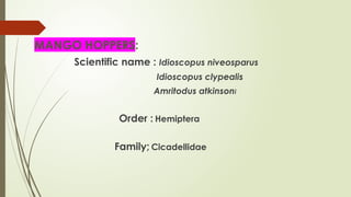 MANGO PESTS AND ABOUT ITS LIFE CYCLES, DAMAGE SYMPTOMS , AND MANAGEMENT ...