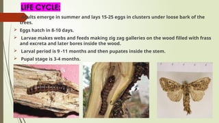 MANGO PESTS AND ABOUT ITS LIFE CYCLES, DAMAGE SYMPTOMS , AND MANAGEMENT ...