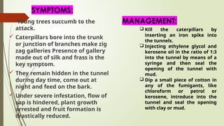 MANGO PESTS AND ABOUT ITS LIFE CYCLES, DAMAGE SYMPTOMS , AND MANAGEMENT ...