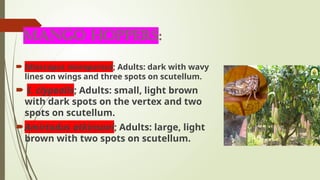 MANGO PESTS AND ABOUT ITS LIFE CYCLES, DAMAGE SYMPTOMS , AND MANAGEMENT ...