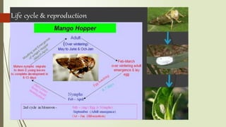 MANGO PESTS AND ABOUT ITS LIFE CYCLES, DAMAGE SYMPTOMS , AND MANAGEMENT ...