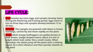 MANGO PESTS AND ABOUT ITS LIFE CYCLES, DAMAGE SYMPTOMS , AND MANAGEMENT ...