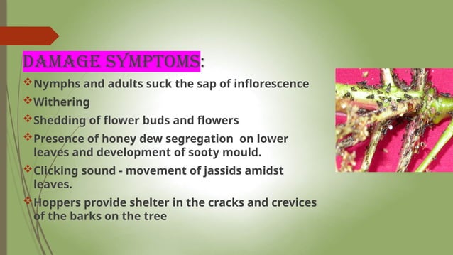 MANGO PESTS AND ABOUT ITS LIFE CYCLES, DAMAGE SYMPTOMS , AND MANAGEMENT ...