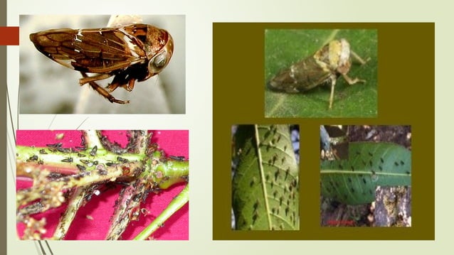 MANGO PESTS AND ABOUT ITS LIFE CYCLES, DAMAGE SYMPTOMS , AND MANAGEMENT ...