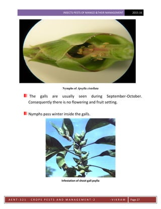 Pests of mango ( dks cars bhatapara) | PDF