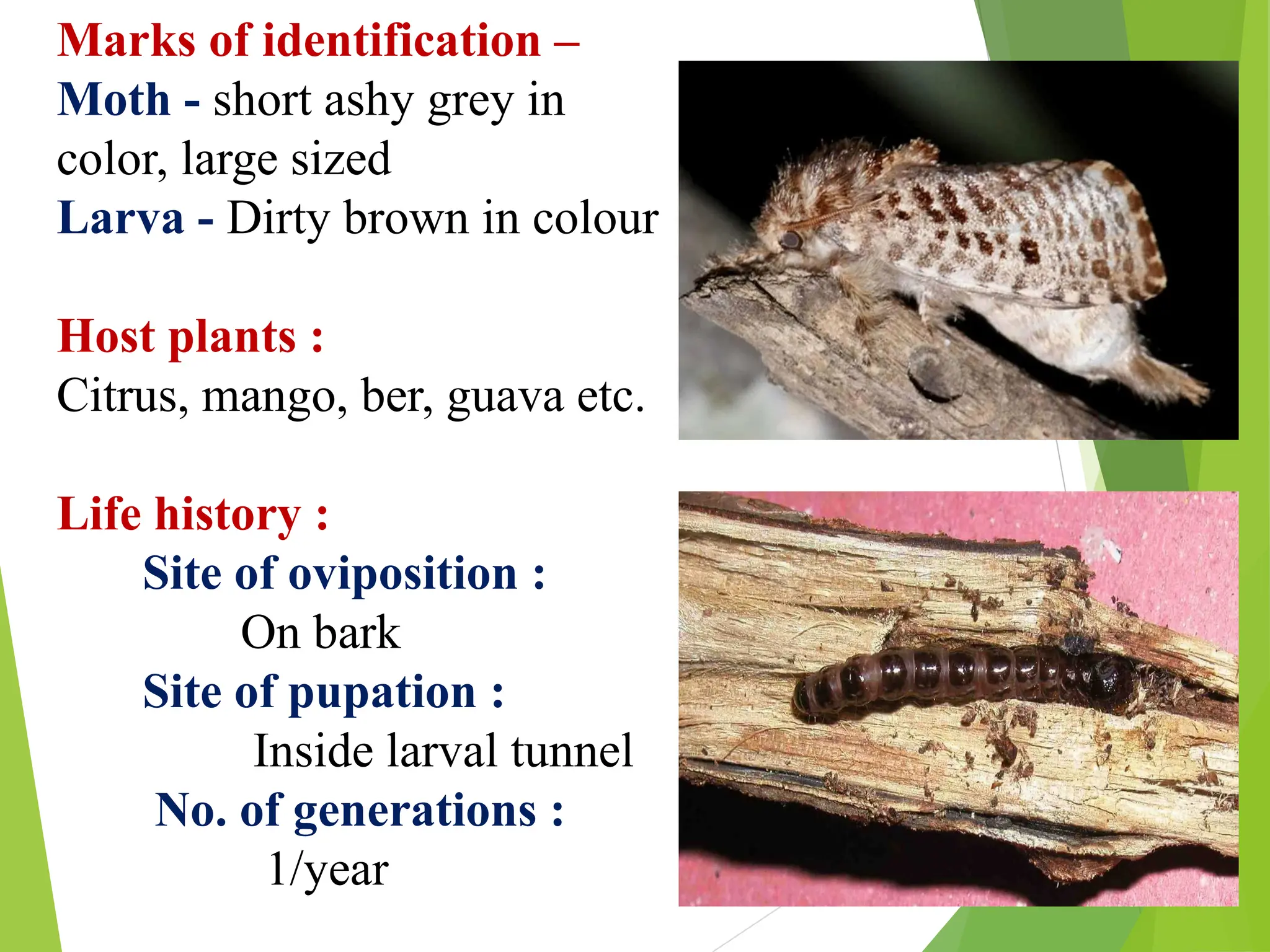 Pests of Mango and Their Management PPT. | PPTX
