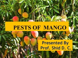 Pests of Mango and Their Management PPT. | PPTX