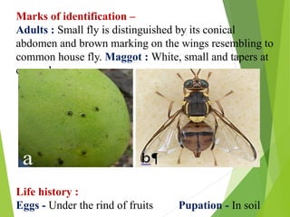 Pests of Mango and Their Management PPT. | PPTX