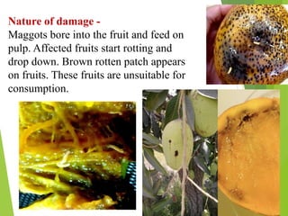 Pests of Mango and Their Management PPT. | PPTX
