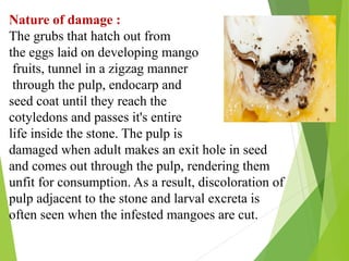 Pests of Mango and Their Management PPT. | PPTX