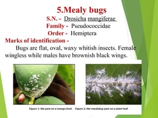 Pests of Mango and Their Management PPT. | PPTX